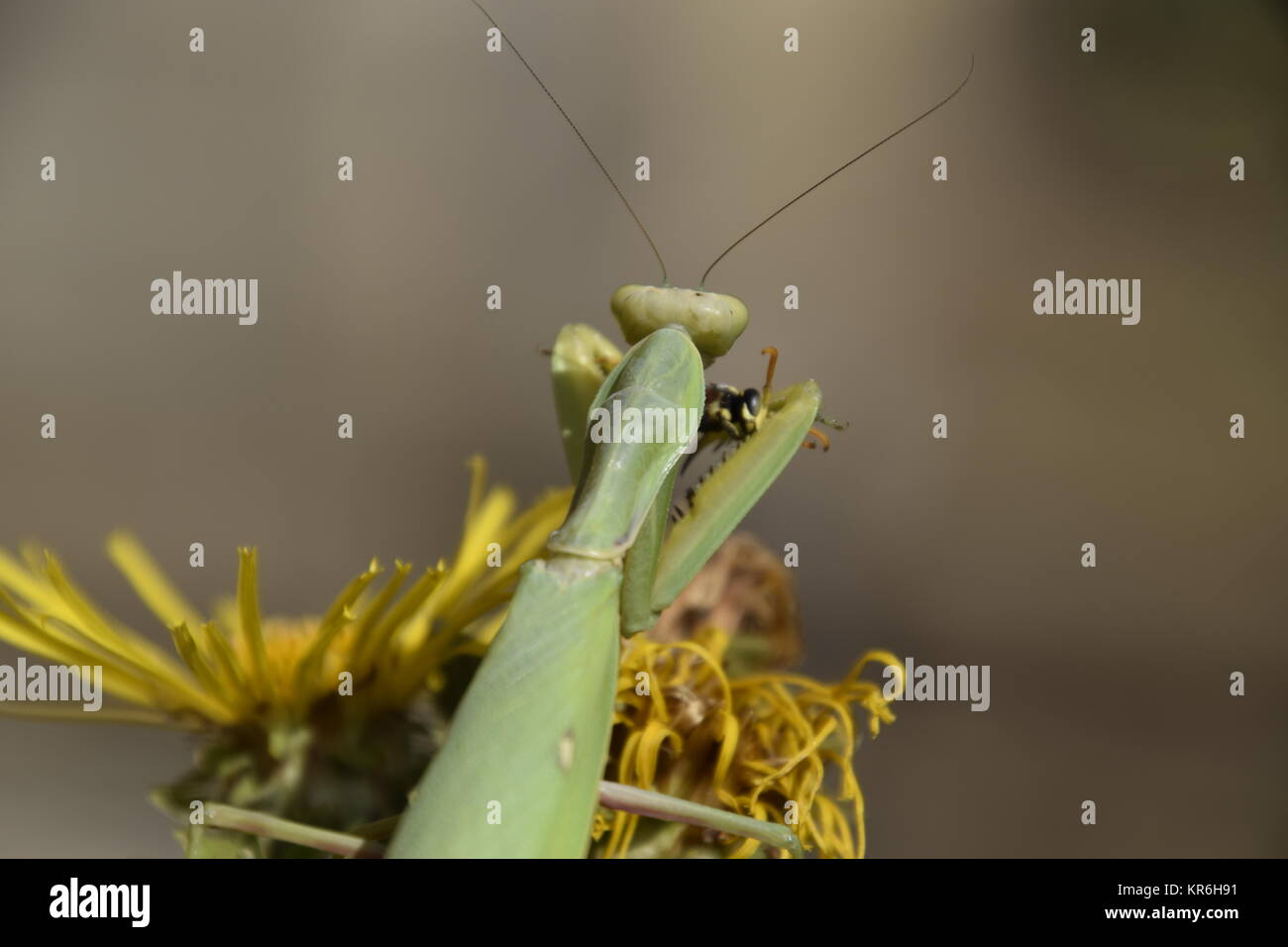 The female praying mantis devouring wasp Stock Photo - Alamy