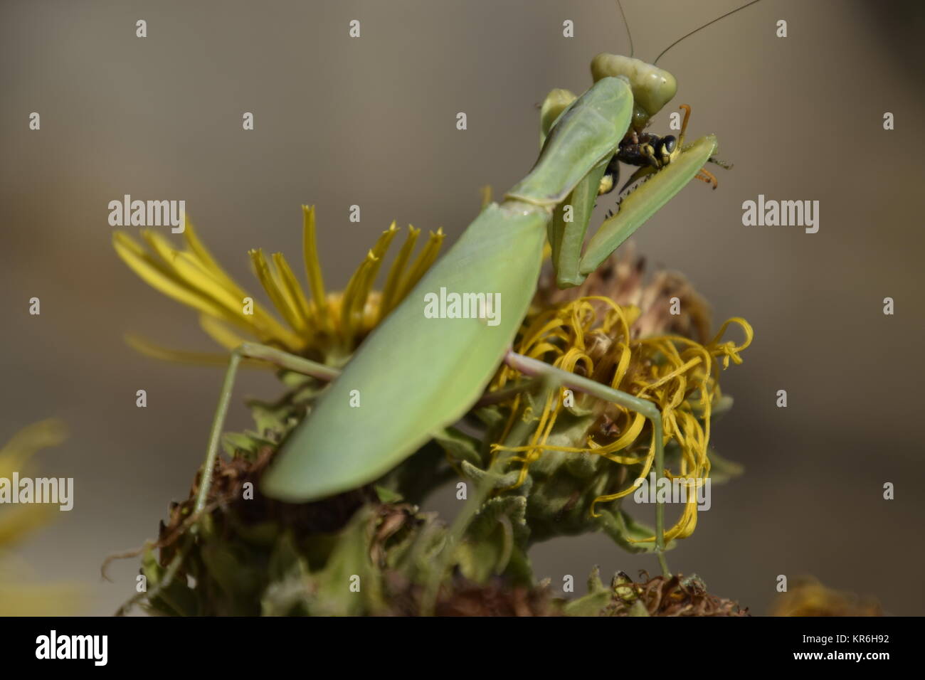 The female praying mantis devouring wasp Stock Photo - Alamy