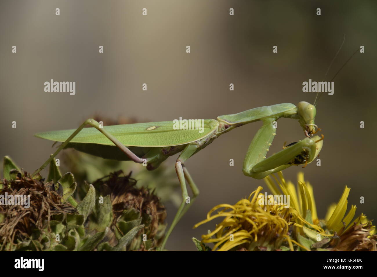 The female praying mantis devouring wasp Stock Photo - Alamy