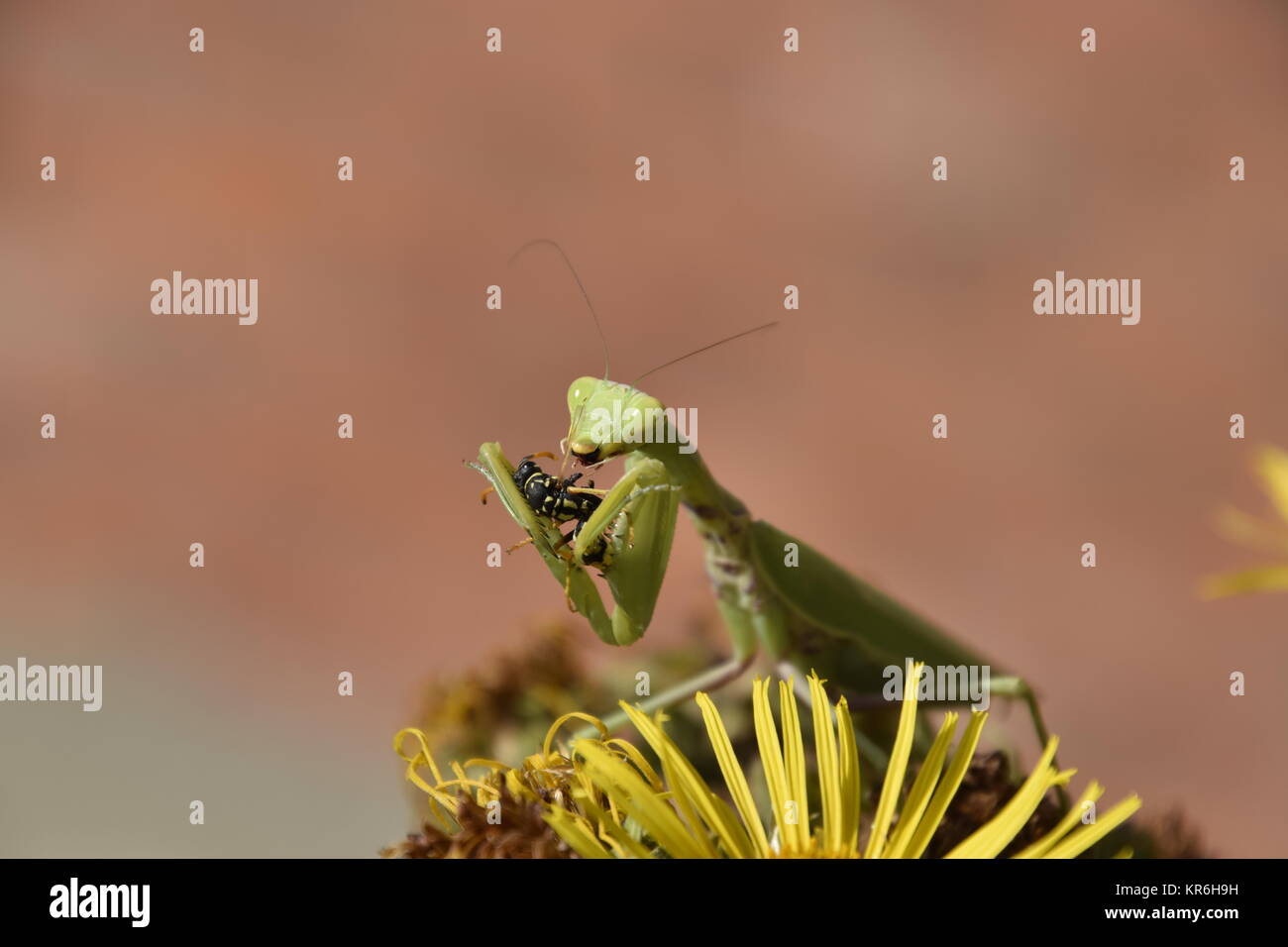 The female praying mantis devouring wasp Stock Photo - Alamy