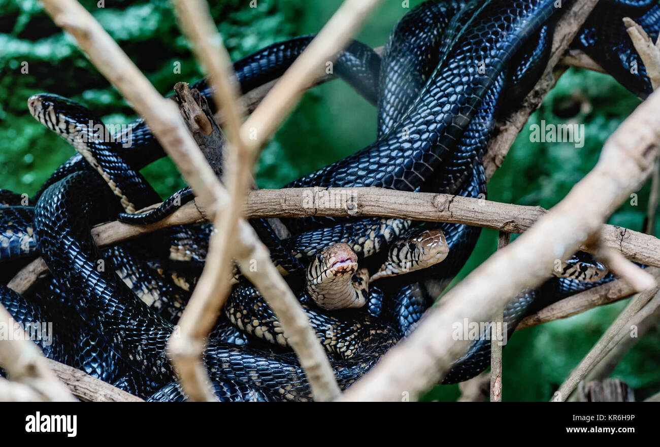 Snake In Striking Position High Resolution Stock Photography and Images ...