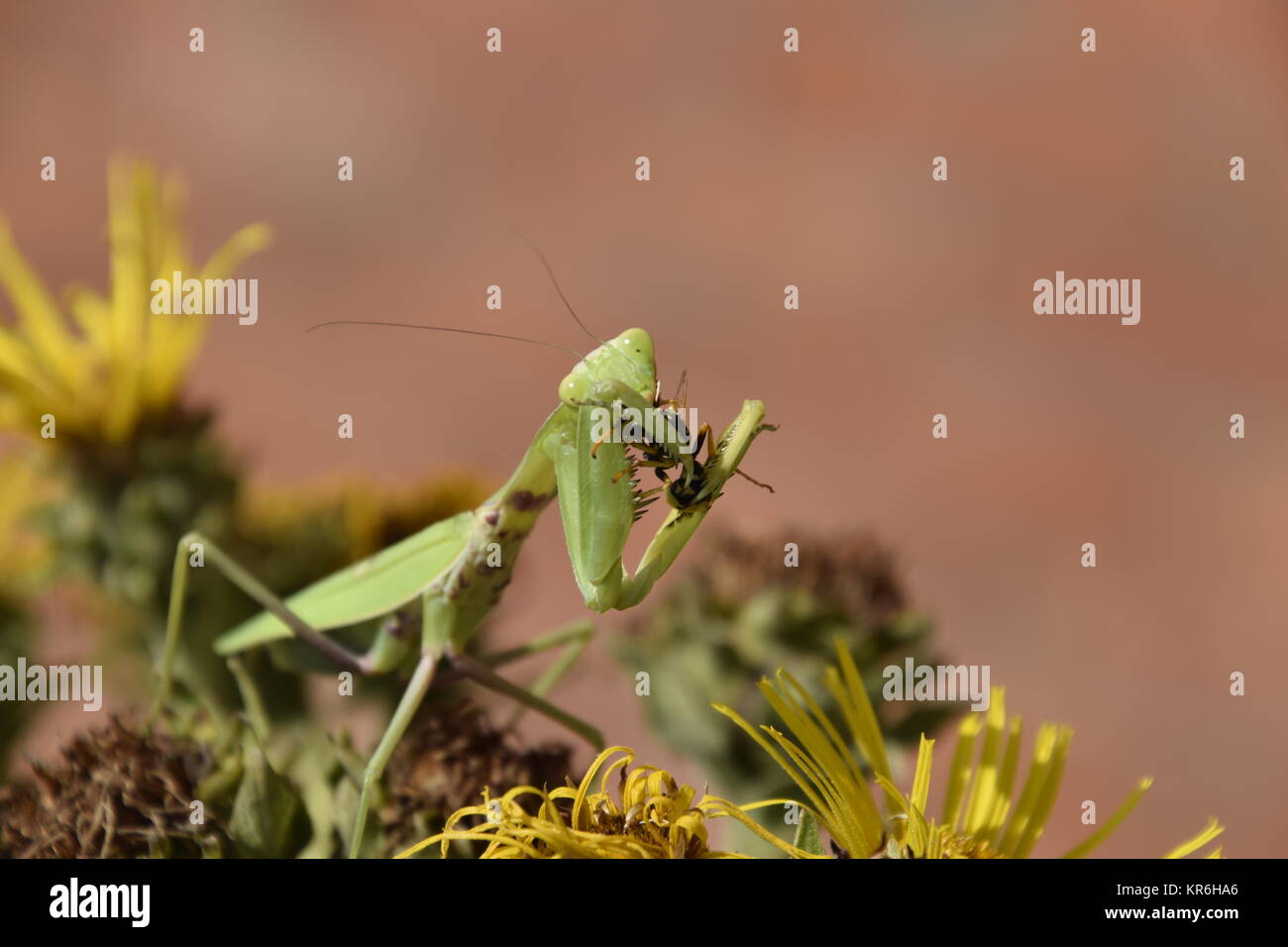 The female praying mantis devouring wasp Stock Photo - Alamy