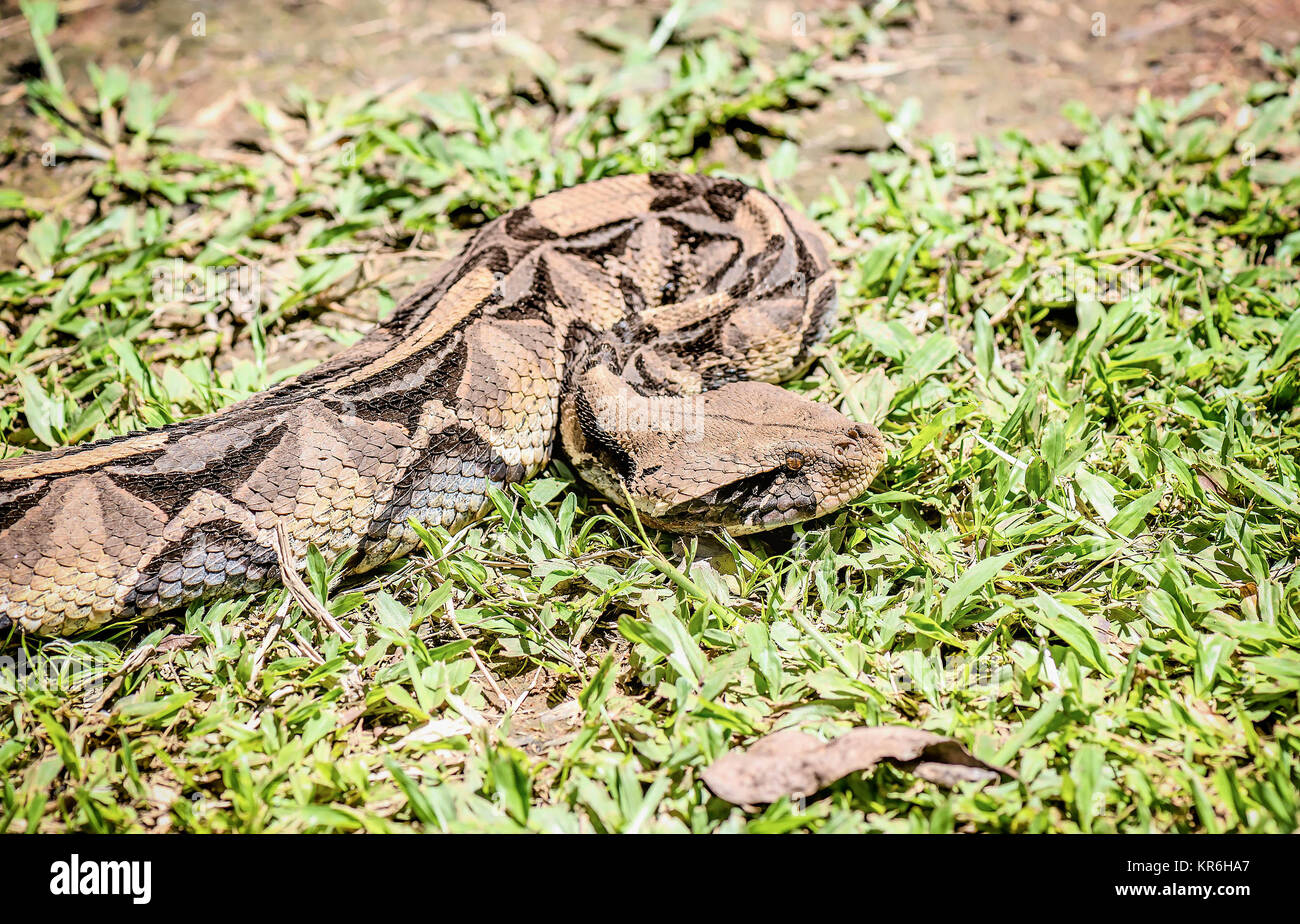 Bitis gabonica hi-res stock photography and images - Alamy