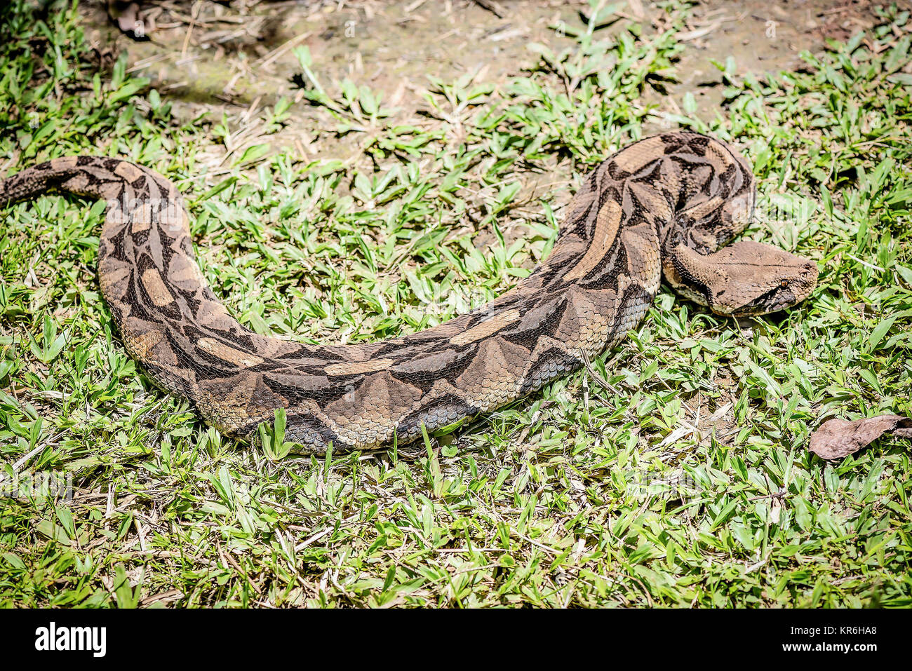 Bitis gabonica hi-res stock photography and images - Alamy
