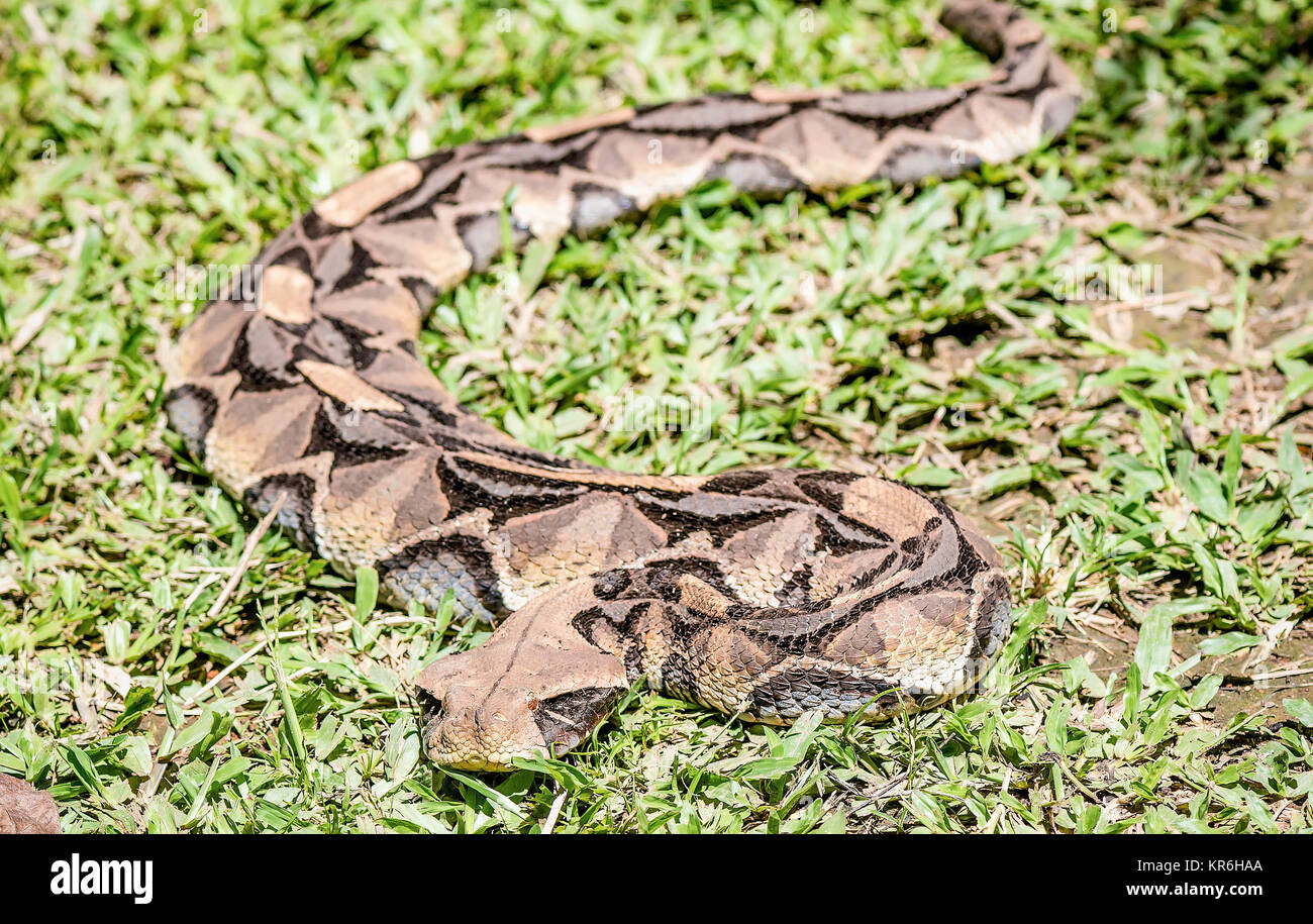 Africa snake fangs hi-res stock photography and images - Alamy