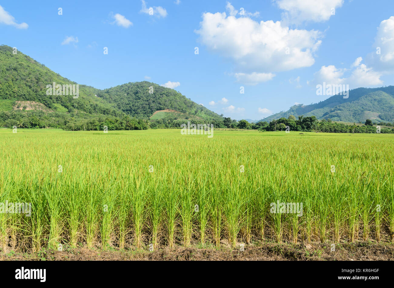 Paddy field in sunny day Stock Photo - Alamy