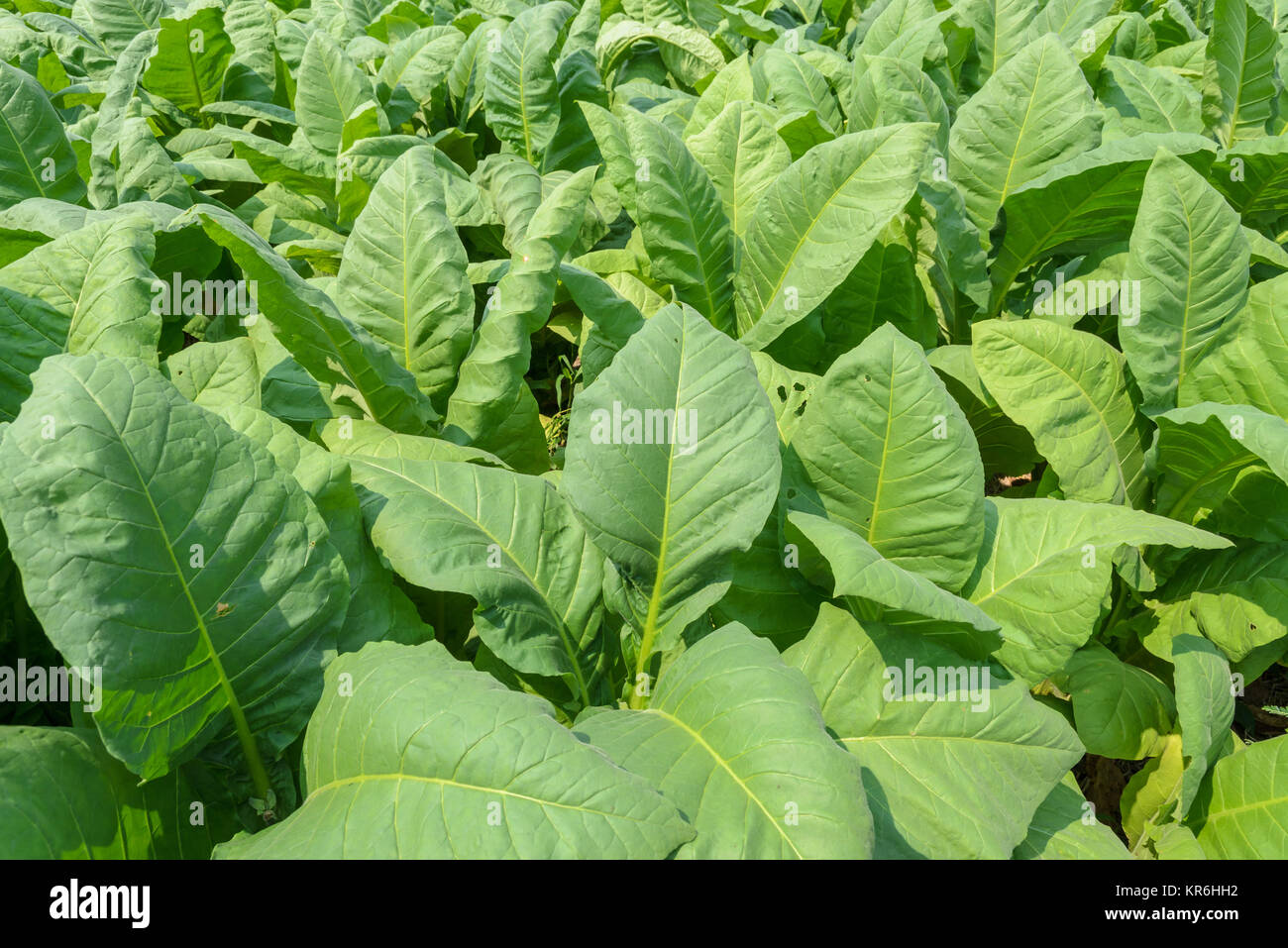 Cigarette plant hi-res stock photography and images - Alamy