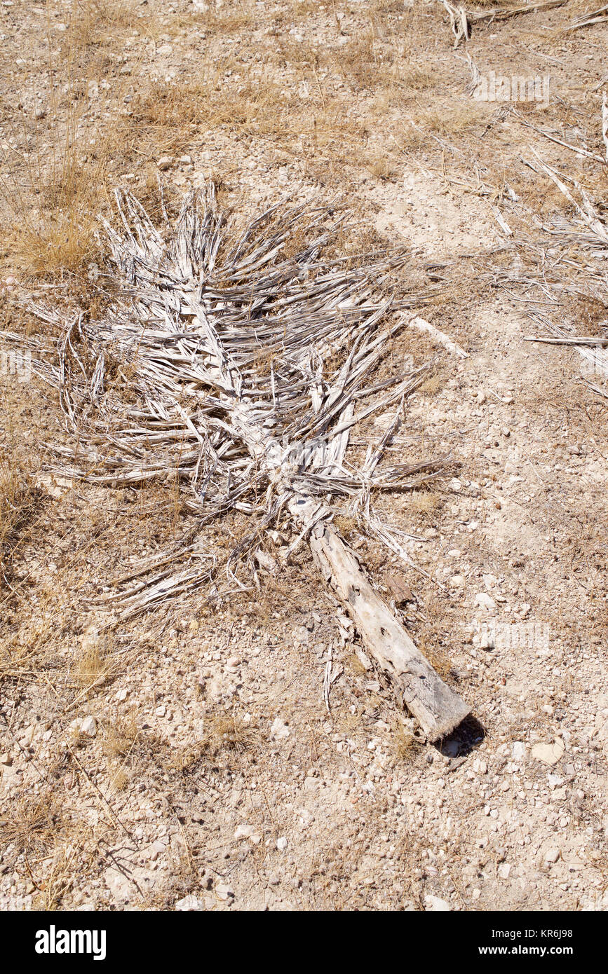 Dead and bleached palm leaf in the ground in the countryside Stock ...
