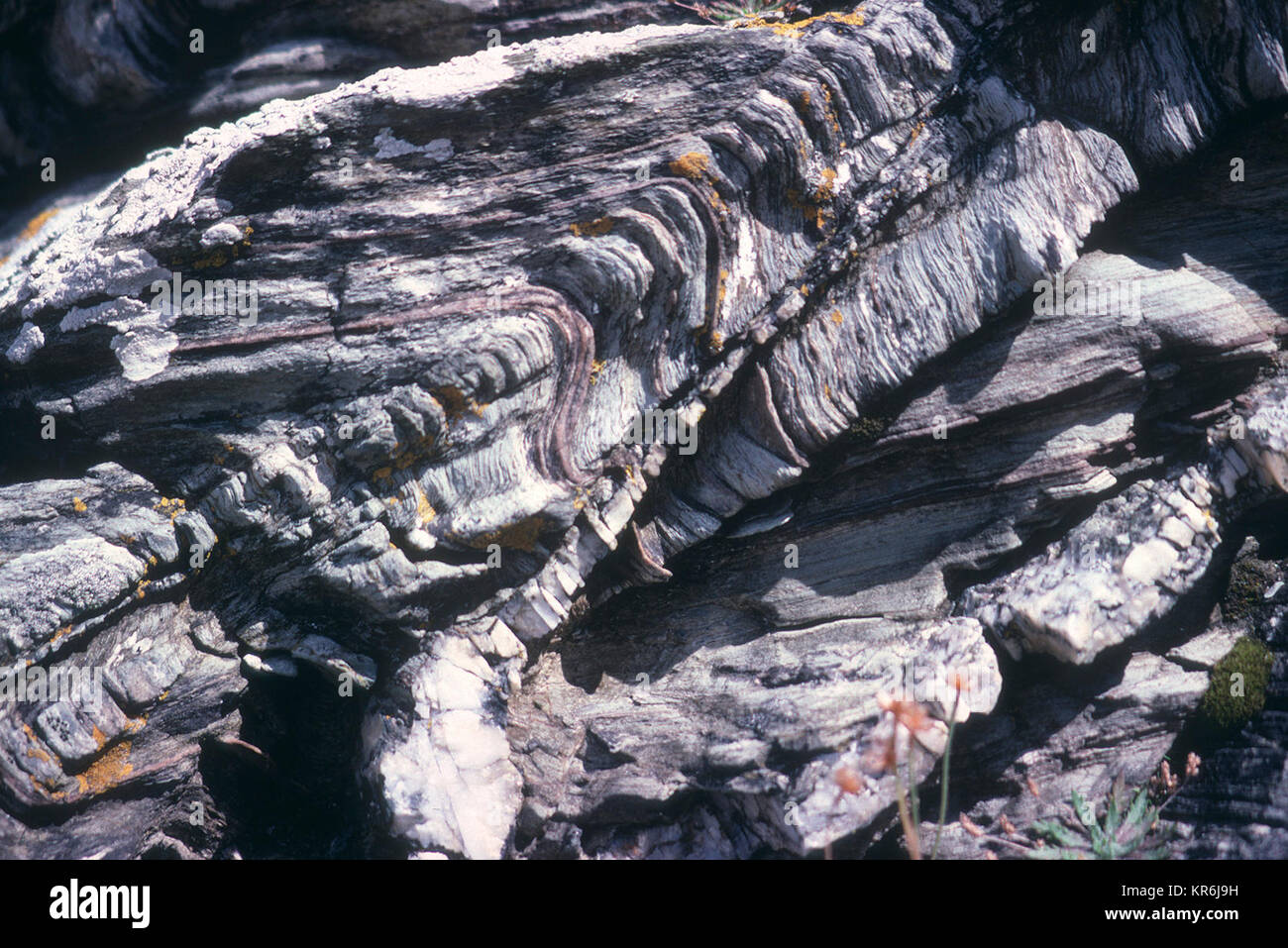 Intensely folded and faulted metamorphic rock overfold, Islay, Scotland ...
