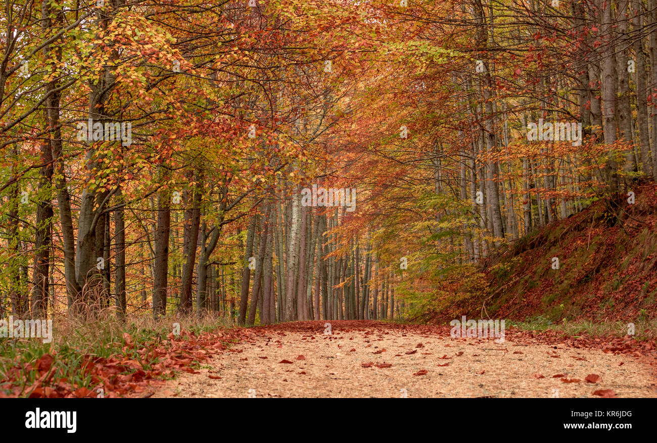 Irati forest, the path Stock Photo - Alamy