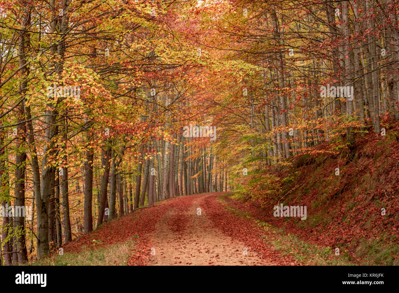 Irati forest, the path Stock Photo - Alamy
