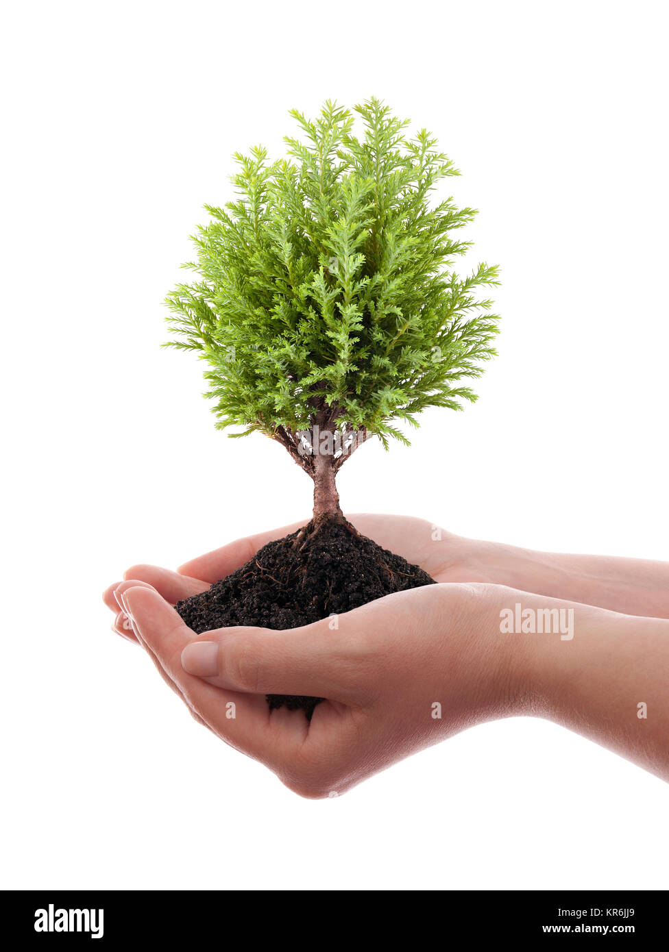 Growing green tree in hands isolated on white background Stock Photo ...