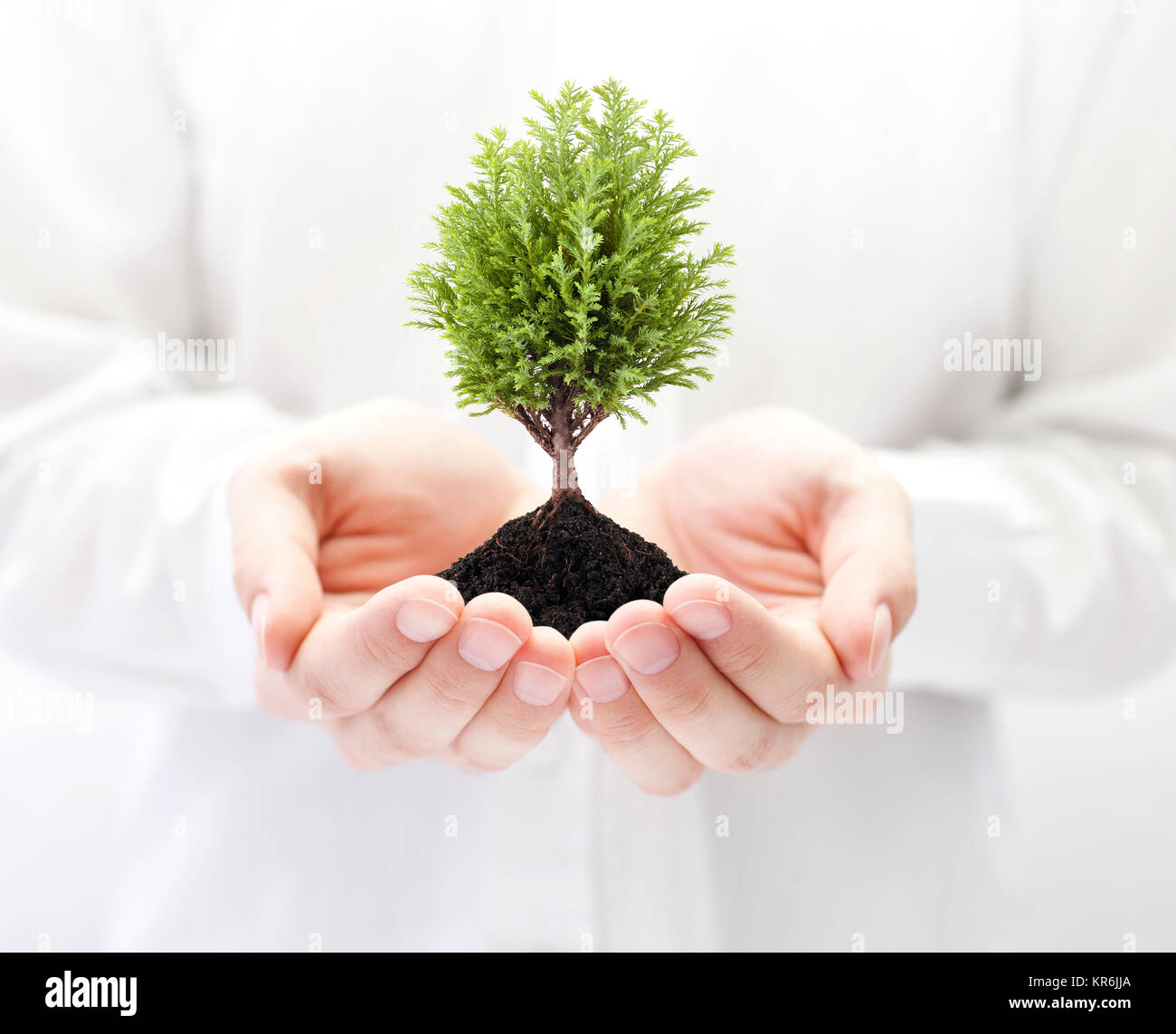 Growing green tree in hands Stock Photo - Alamy
