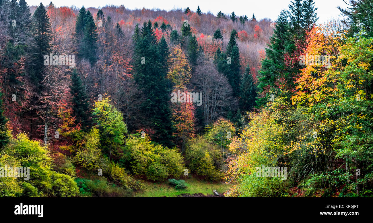 Paisaje forest hi-res stock photography and images - Alamy