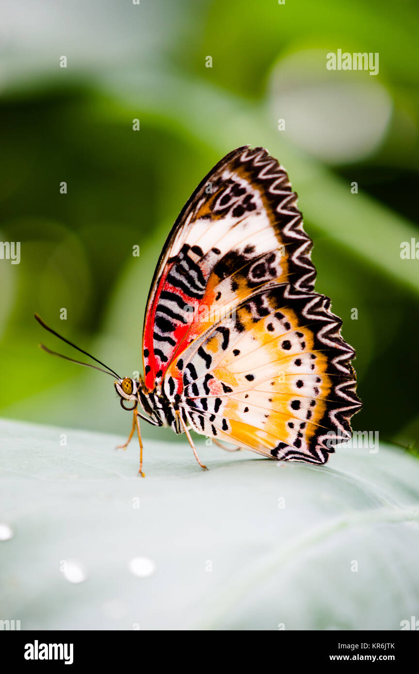 Leopard moth wing hi-res stock photography and images - Alamy