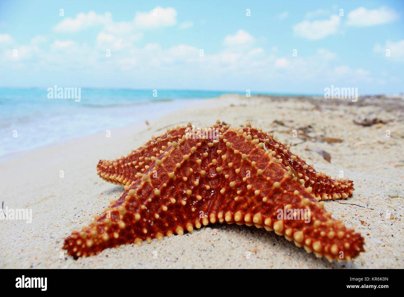 A starfish in the beach of a beautiful Belize Key Stock Photo - Alamy