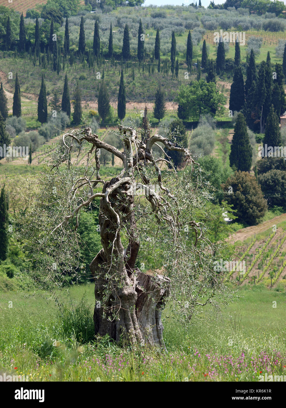 Tuscan landscape with vineyards, olive trees and cypresses Stock Photo ...