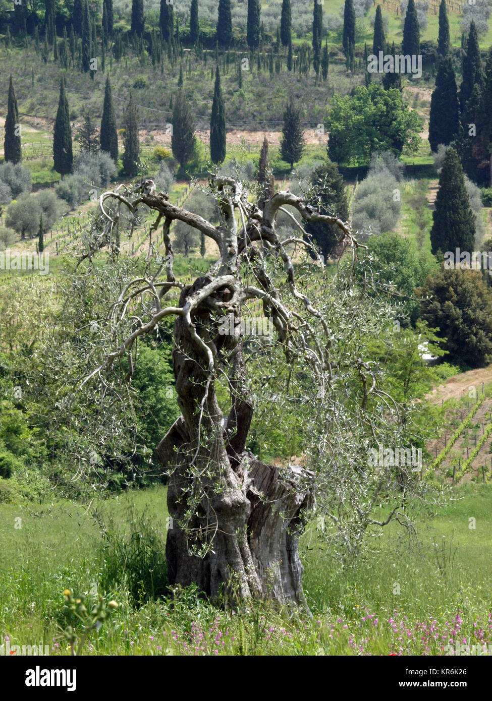 Tuscan landscape with vineyards, olive trees and cypresses Stock Photo ...