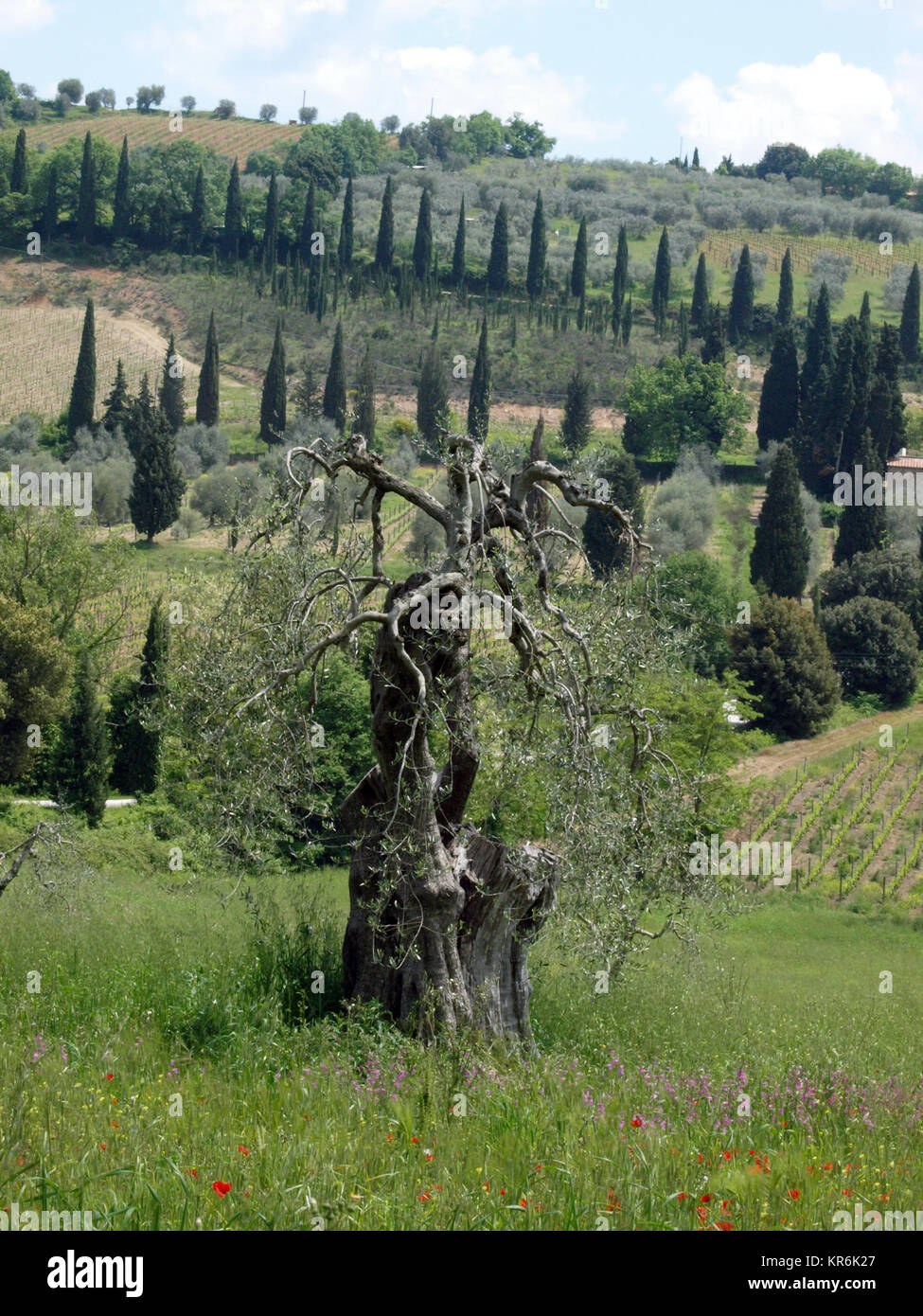 Tuscan landscape with vineyards, olive trees and cypresses Stock Photo ...