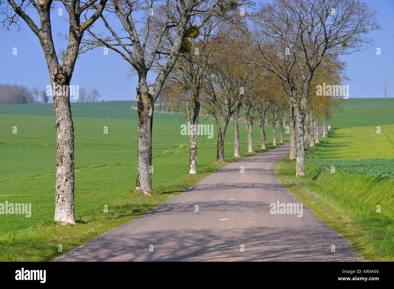 Tree lined street in france hi-res stock photography and images - Alamy