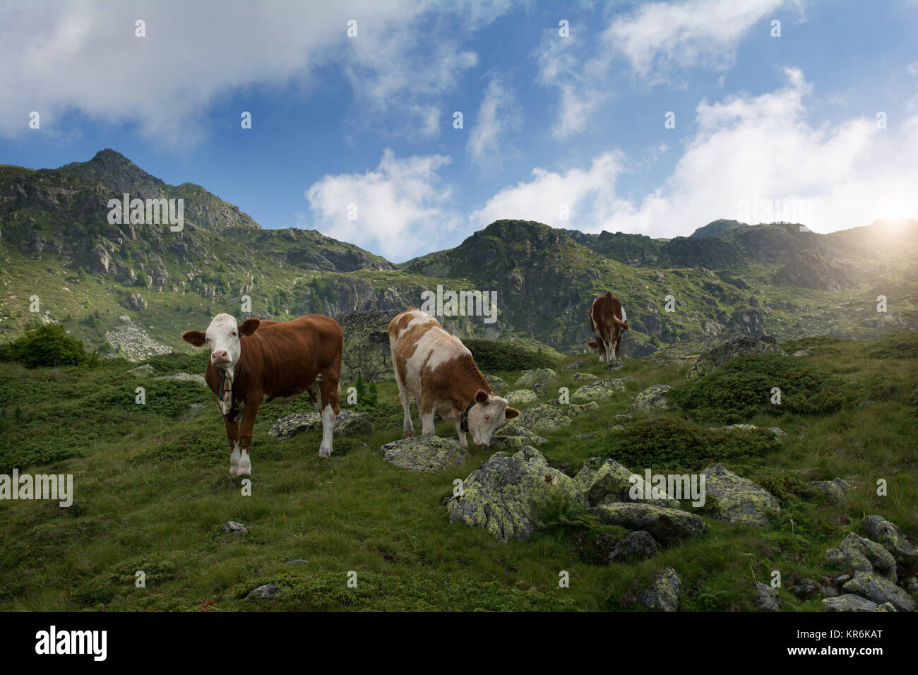 on the alm Stock Photo - Alamy