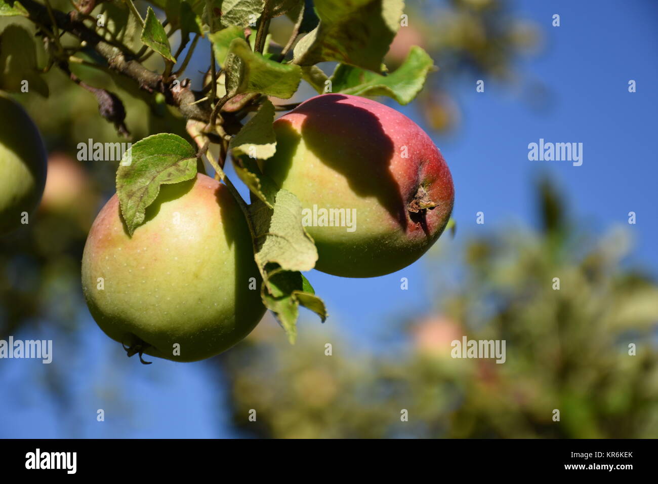 Apple tree worm hi-res stock photography and images - Alamy