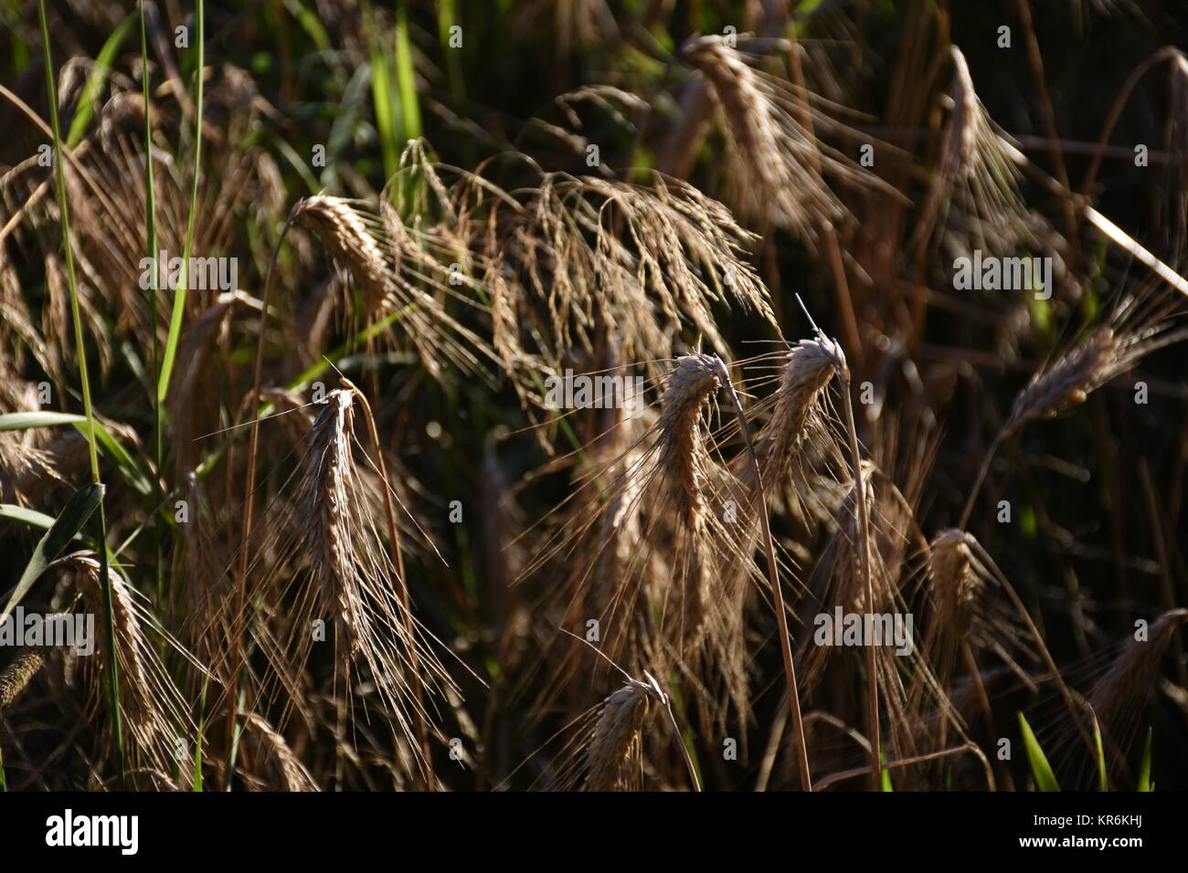 corn,wheat,ears of corn,summer,field,ripe,rye,flour Stock Photo - Alamy