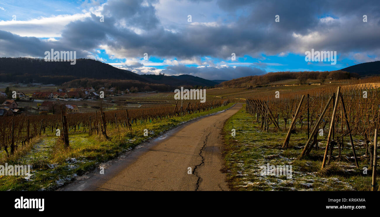Vineyards in Mittelbergheim in Alsace Stock Photo - Alamy