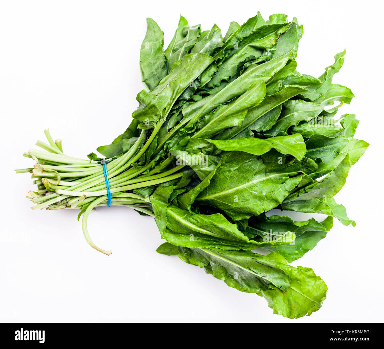 Dock leaves sorrel Cut Out Stock Images & Pictures - Alamy