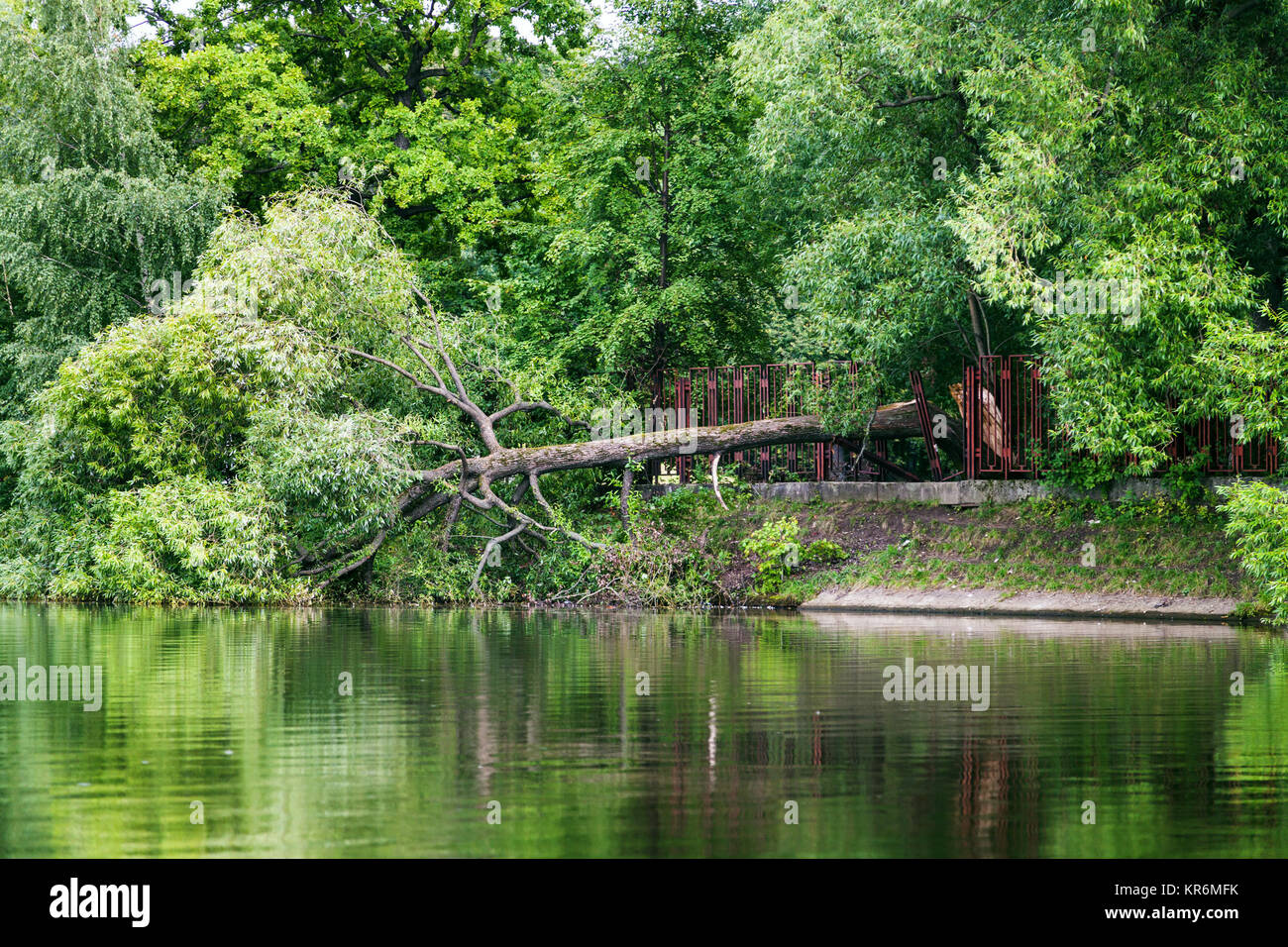 fallen tree in pond after strong wind Stock Photo - Alamy