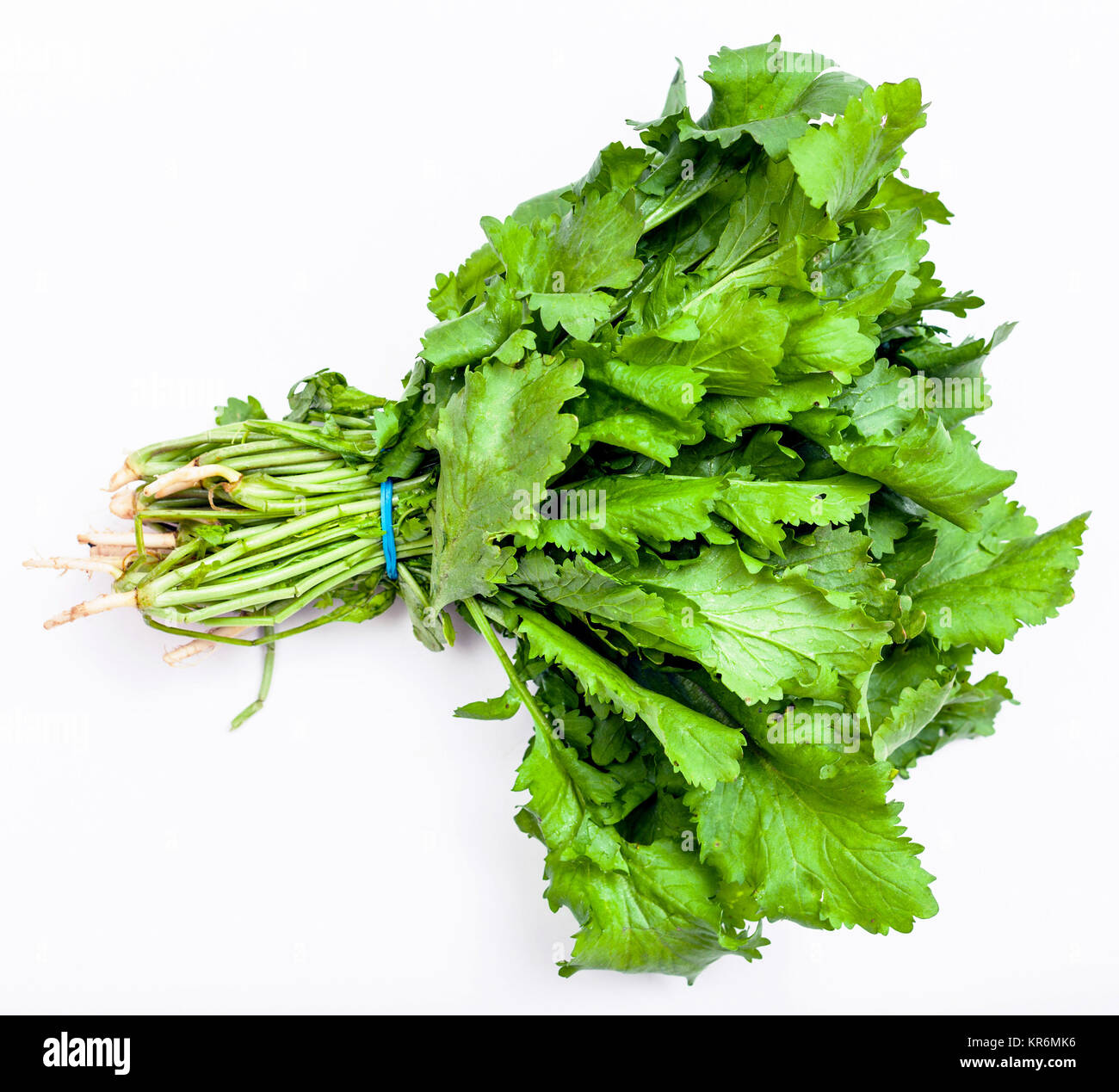 bunch of fresh green cress herb on white Stock Photo - Alamy