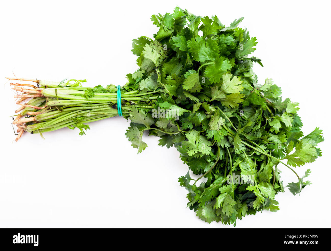 bunch of fresh cut green coriander herb on white Stock Photo - Alamy