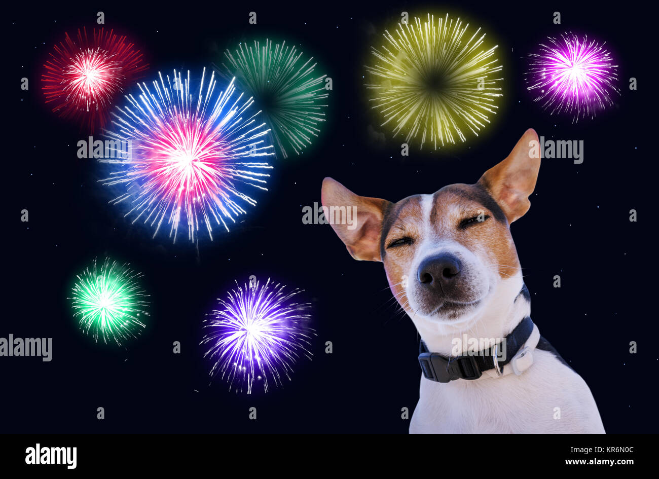 Safety of pets during fireworks concept Stock Photo - Alamy