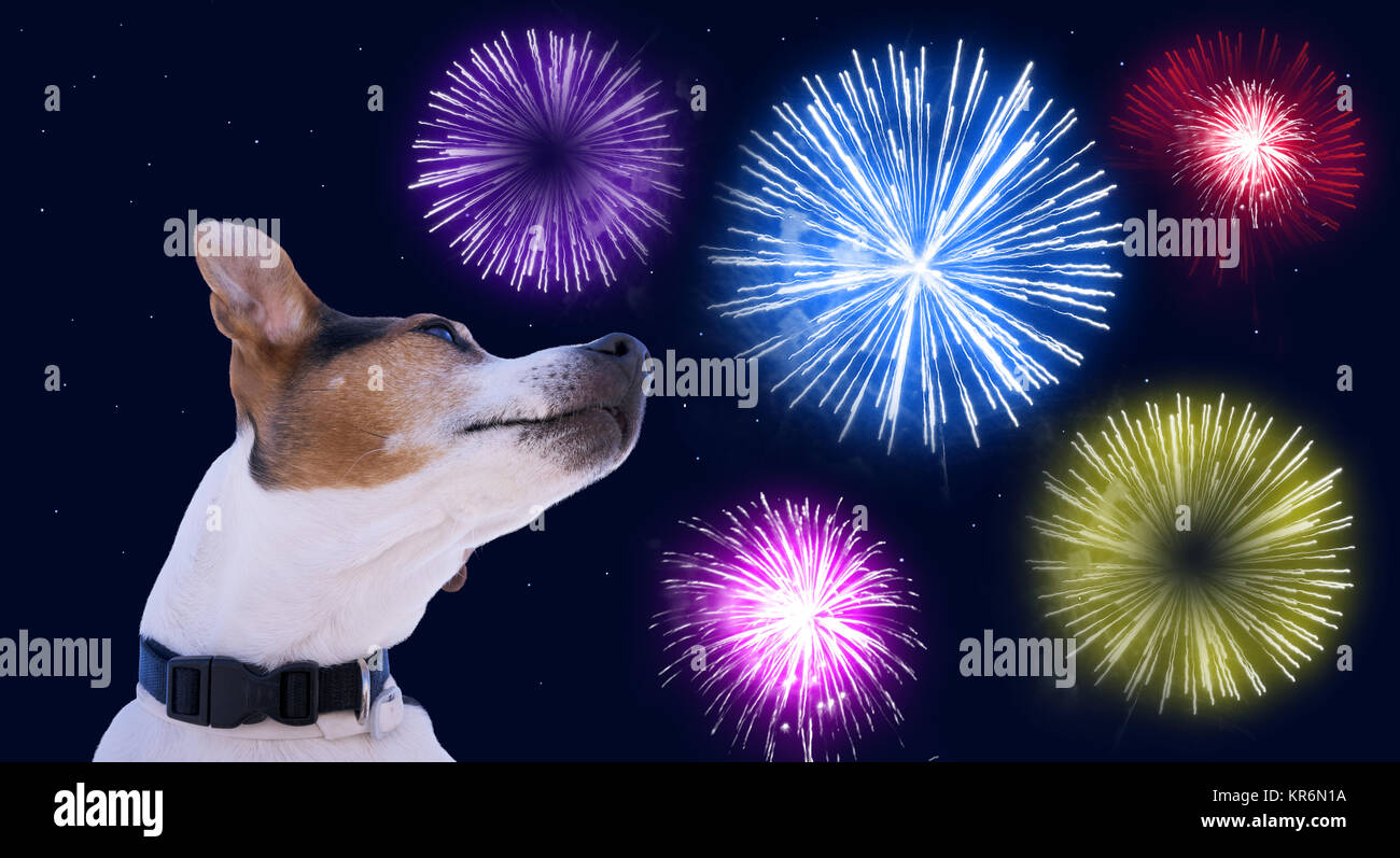 Safety of pets during fireworks concept Stock Photo - Alamy