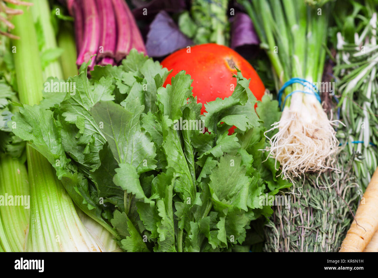 bunches of fresh cut greenery close up Stock Photo - Alamy