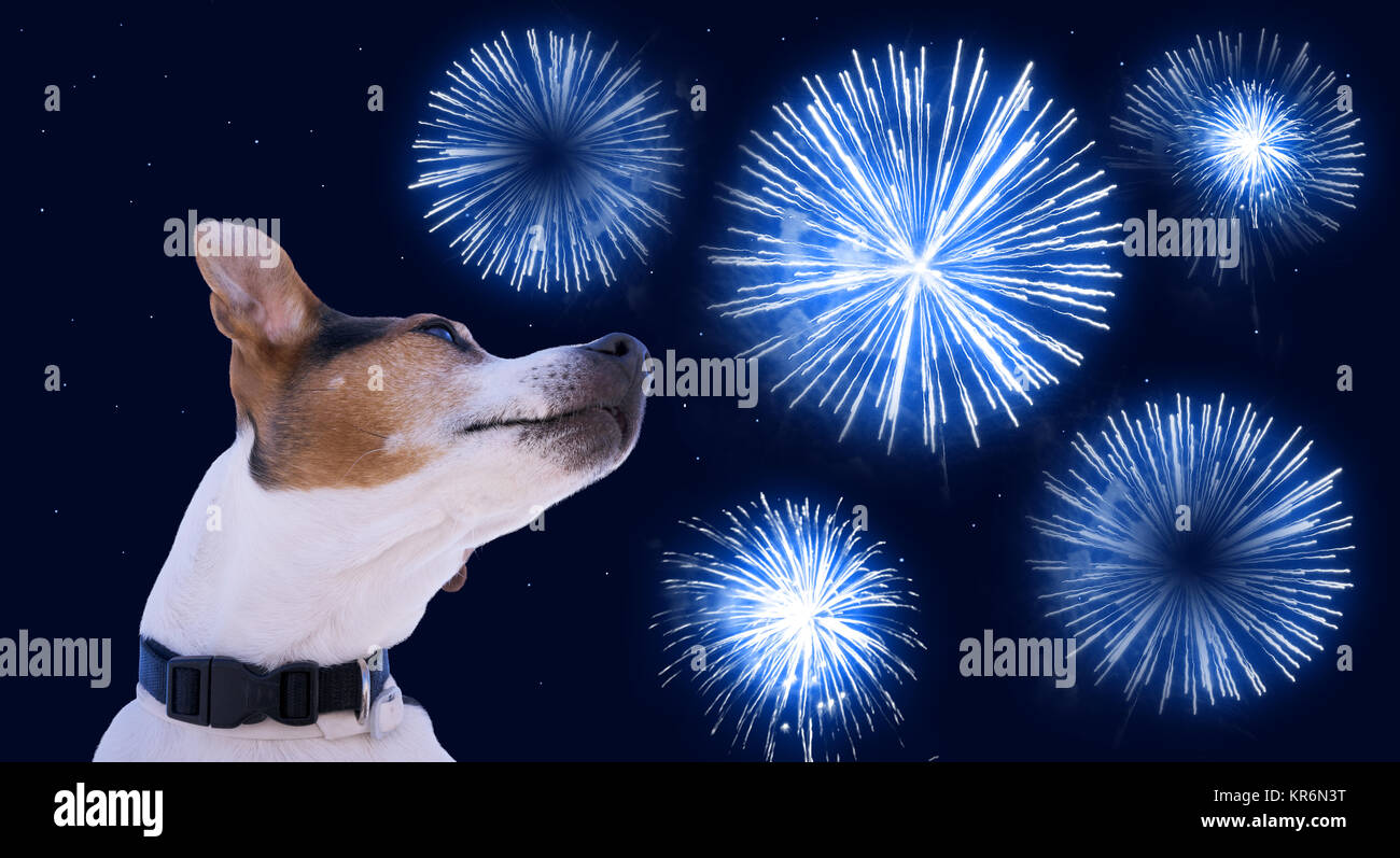 Safety of pets during fireworks concept Stock Photo - Alamy