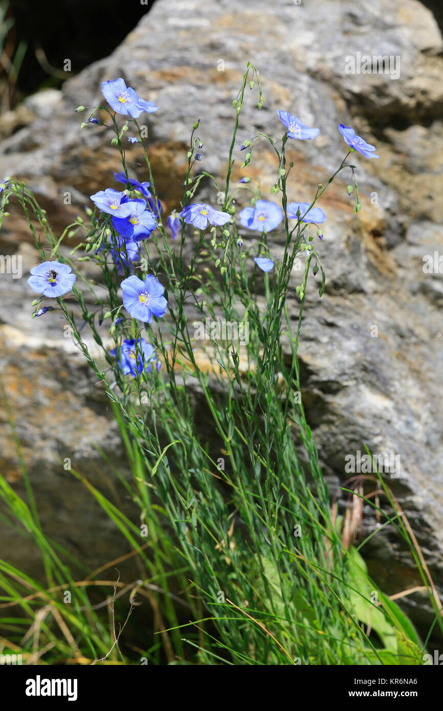 alpenlein flowers,linum alpinum Stock Photo - Alamy