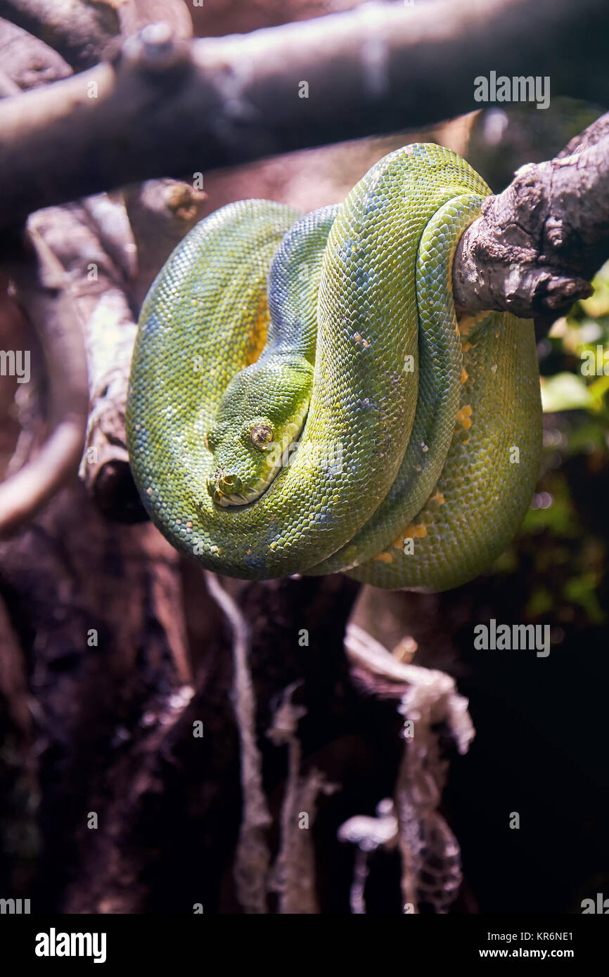 Green tree python (Morelia viridis) resting on a tree Stock Photo - Alamy