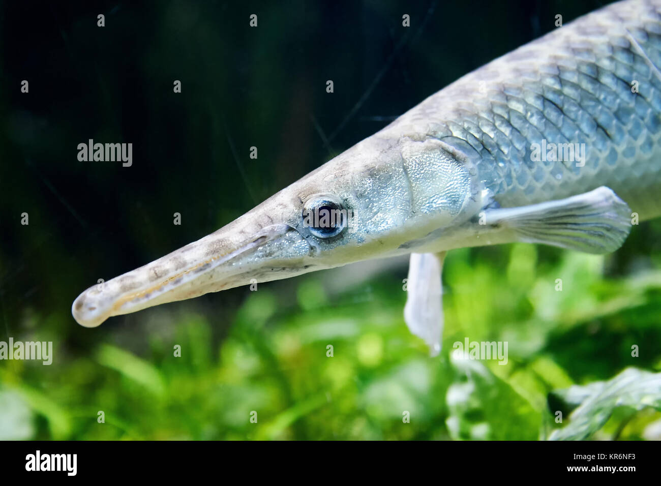 Gar (fish) also known as garpike swimming underwater. Copy space Stock ...