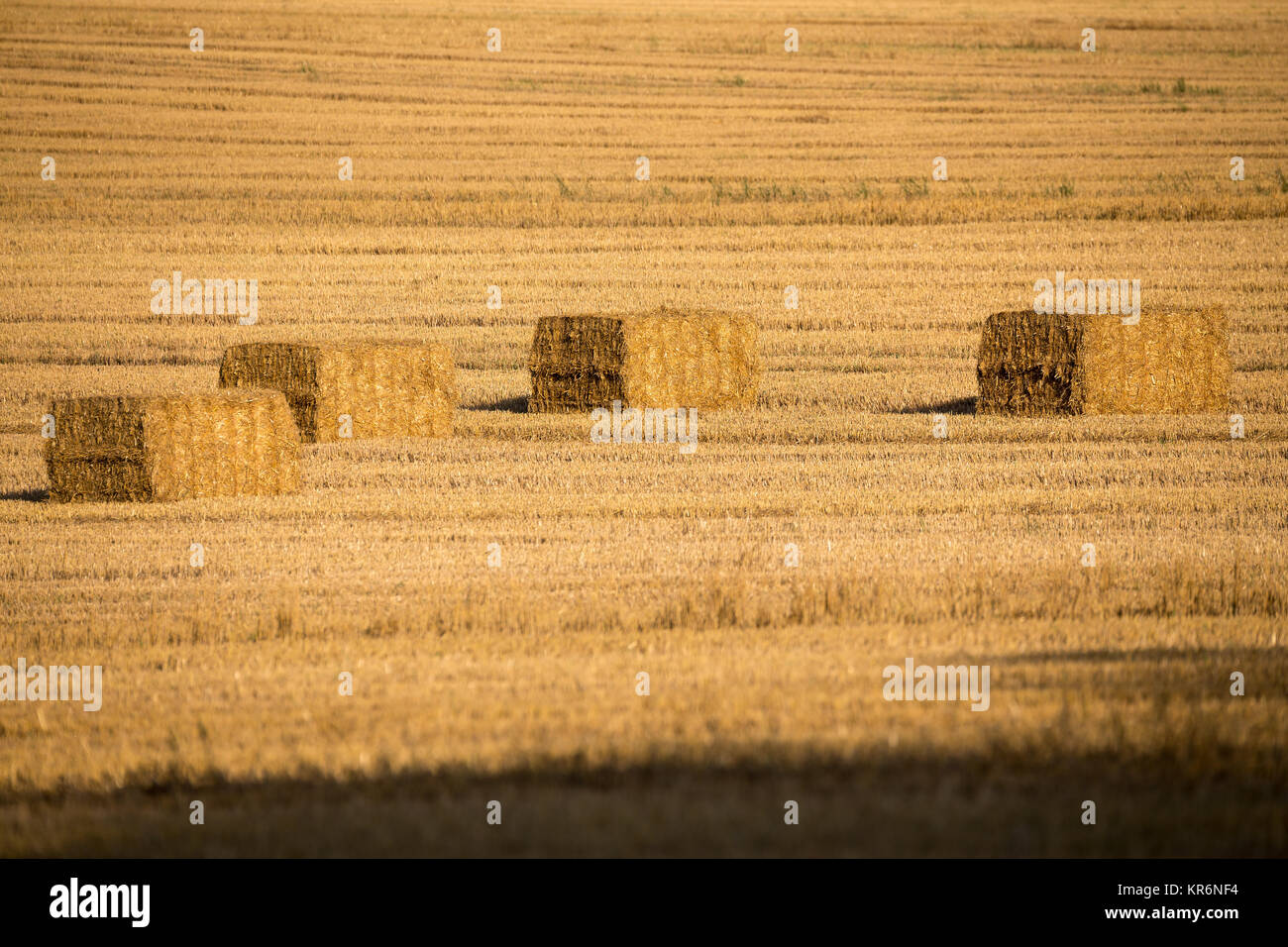 harvested field with straw lines Stock Photo - Alamy