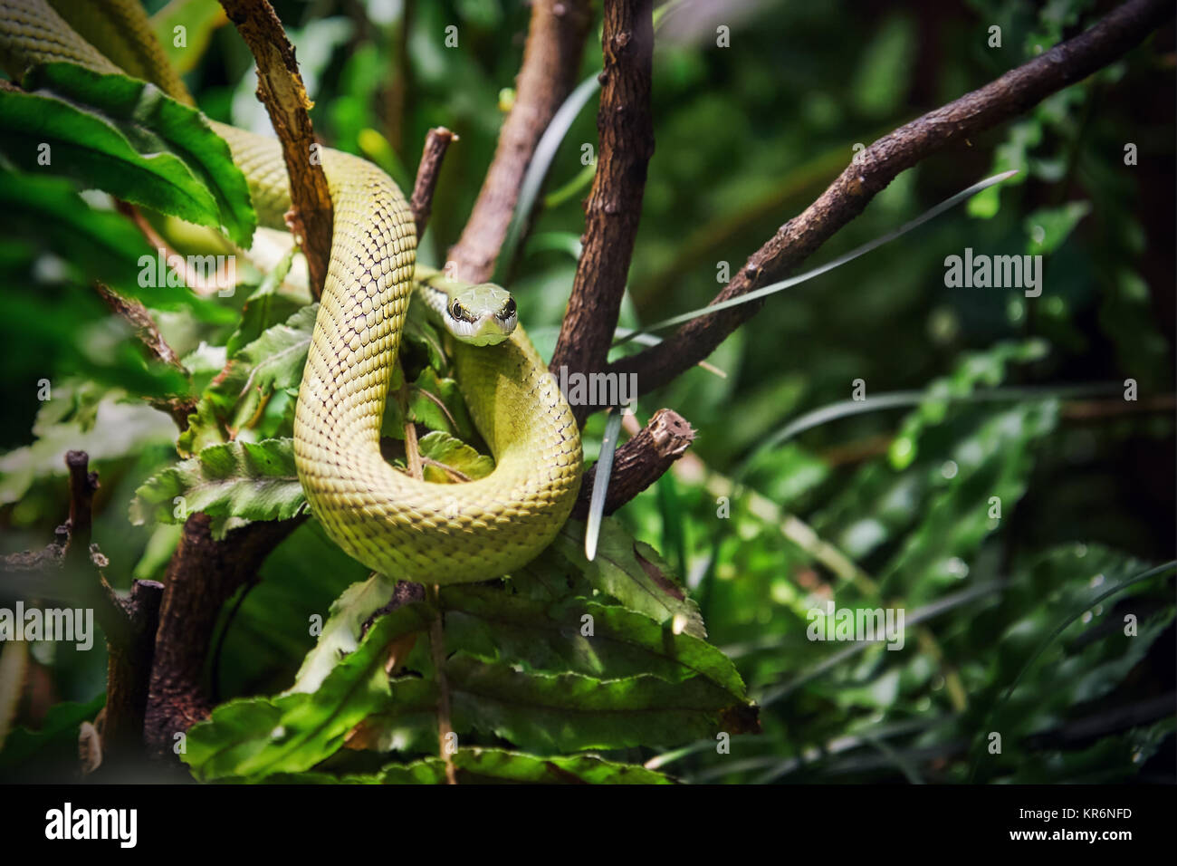 Barons green racer snake hi-res stock photography and images - Alamy