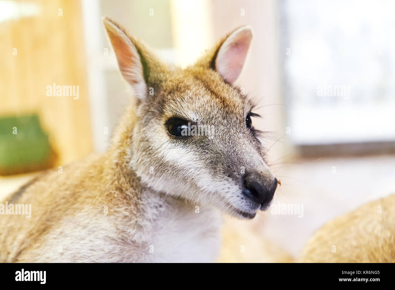 Agile wallaby (Macropus agilis) also known as the sandy wallaby Stock ...