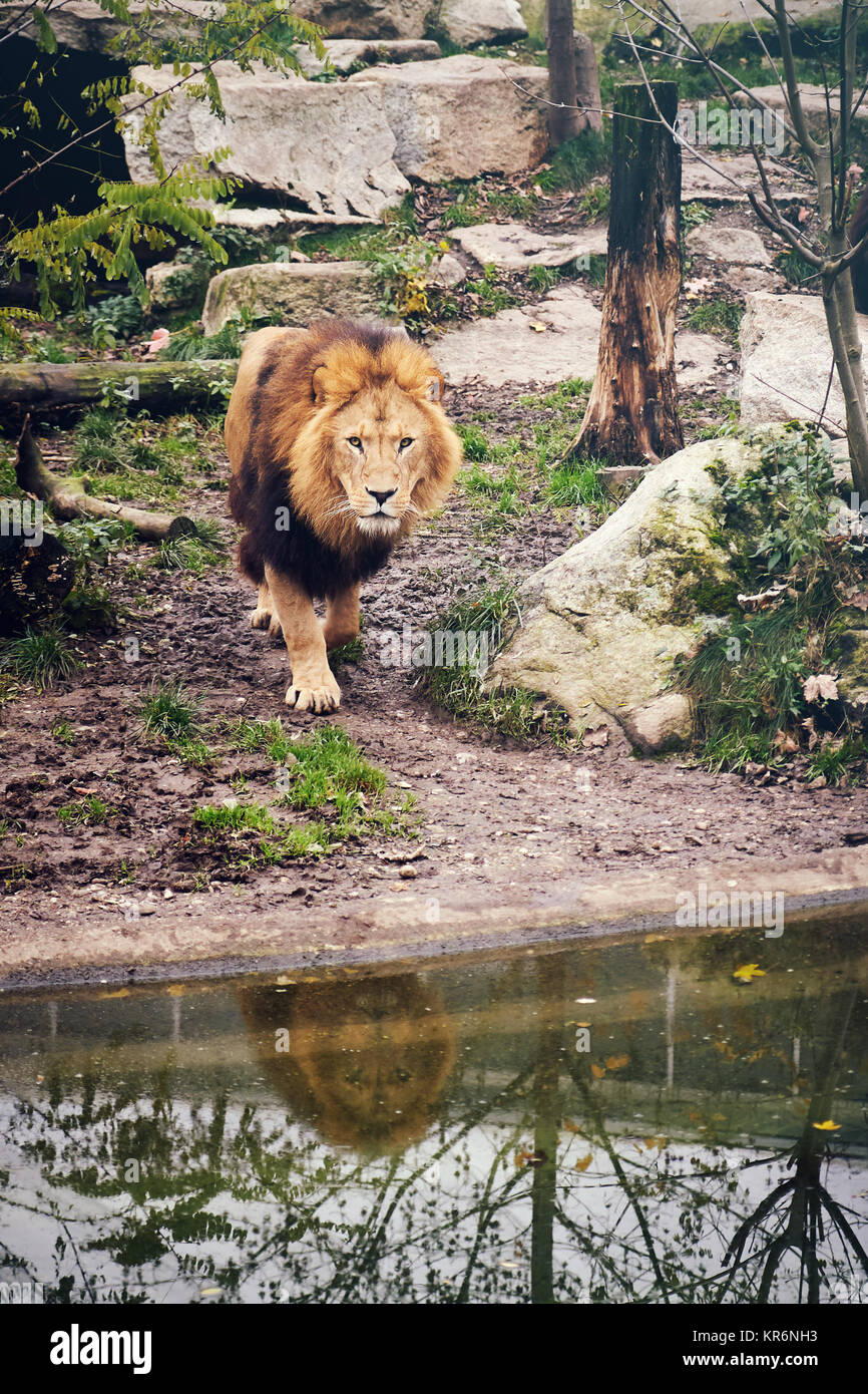 Lion (Panthera leo) walking and looking at camera Stock Photo - Alamy