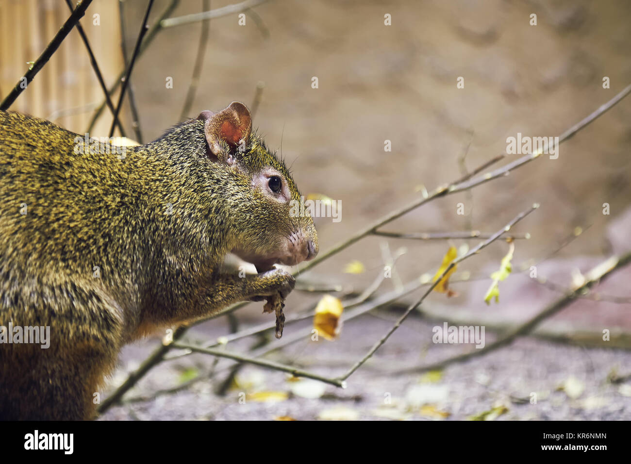 Closeup of Azara's agouti (Dasyprocta azarae) holding branch Stock ...