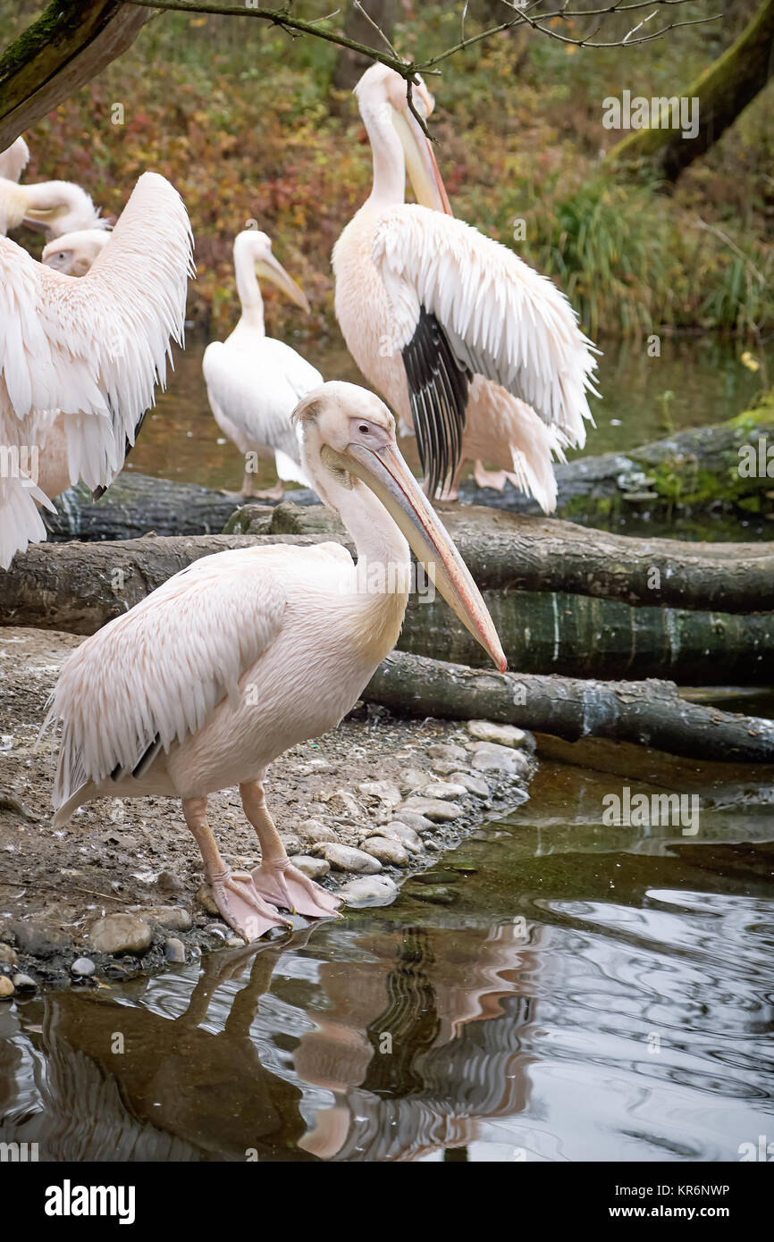 Great white pelican known hi-res stock photography and images - Alamy