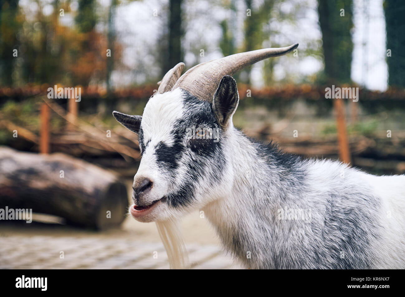 African goat breed hi-res stock photography and images - Alamy