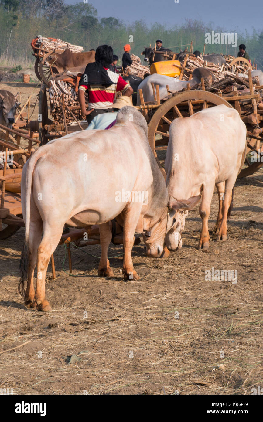 Burmese cows grazing outside Inthein market, Inle Lake, Burma, March ...