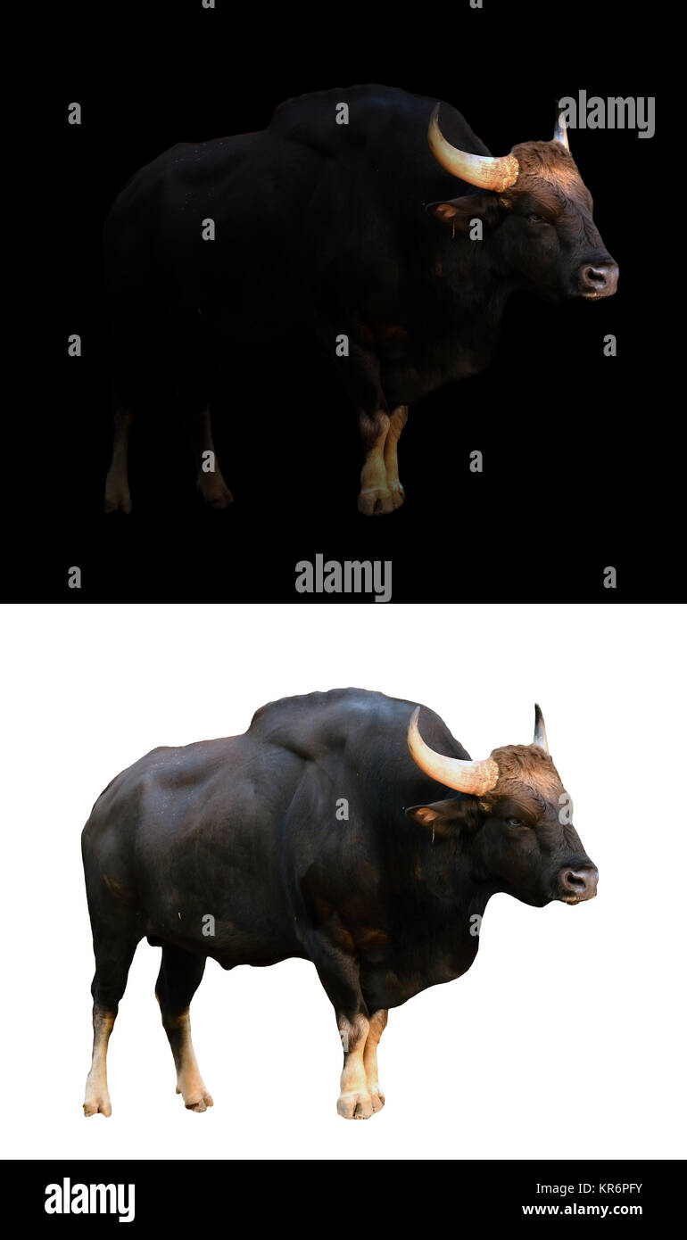 gaur in the dark and white background Stock Photo - Alamy