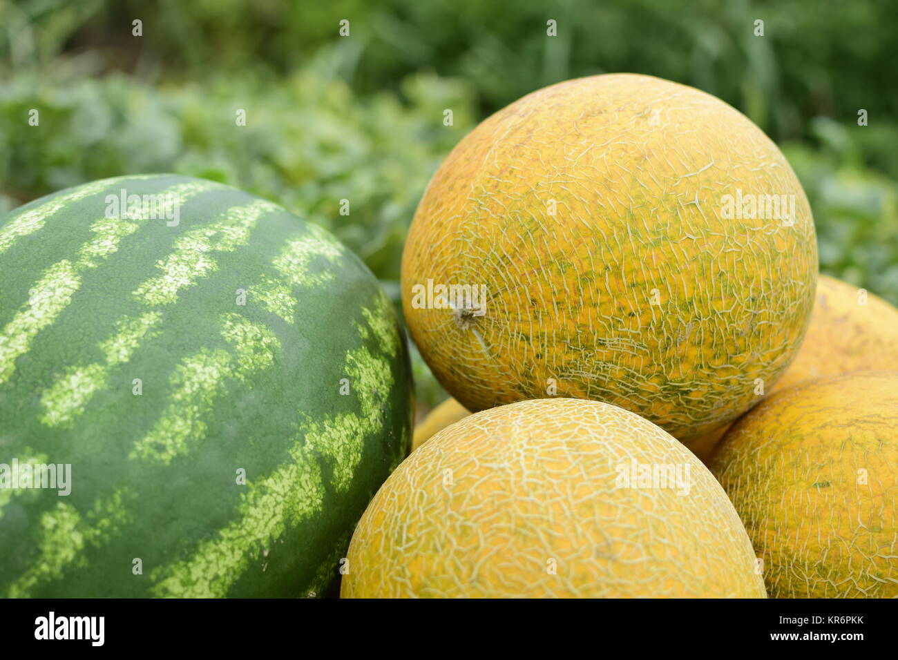 Big green circle whole watermelon hi-res stock photography and images ...