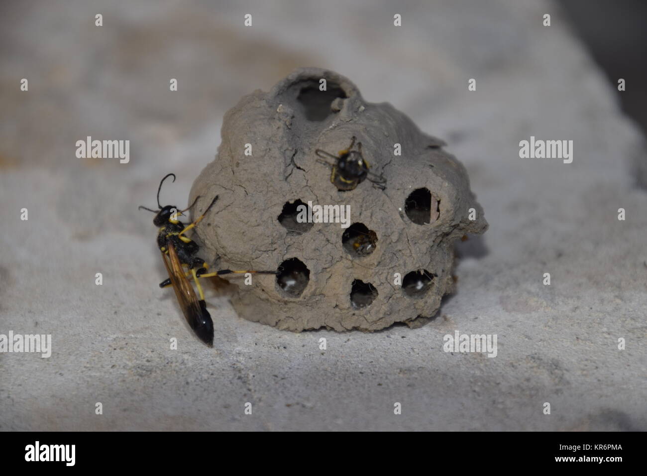 Sand hornets hi-res stock photography and images - Alamy